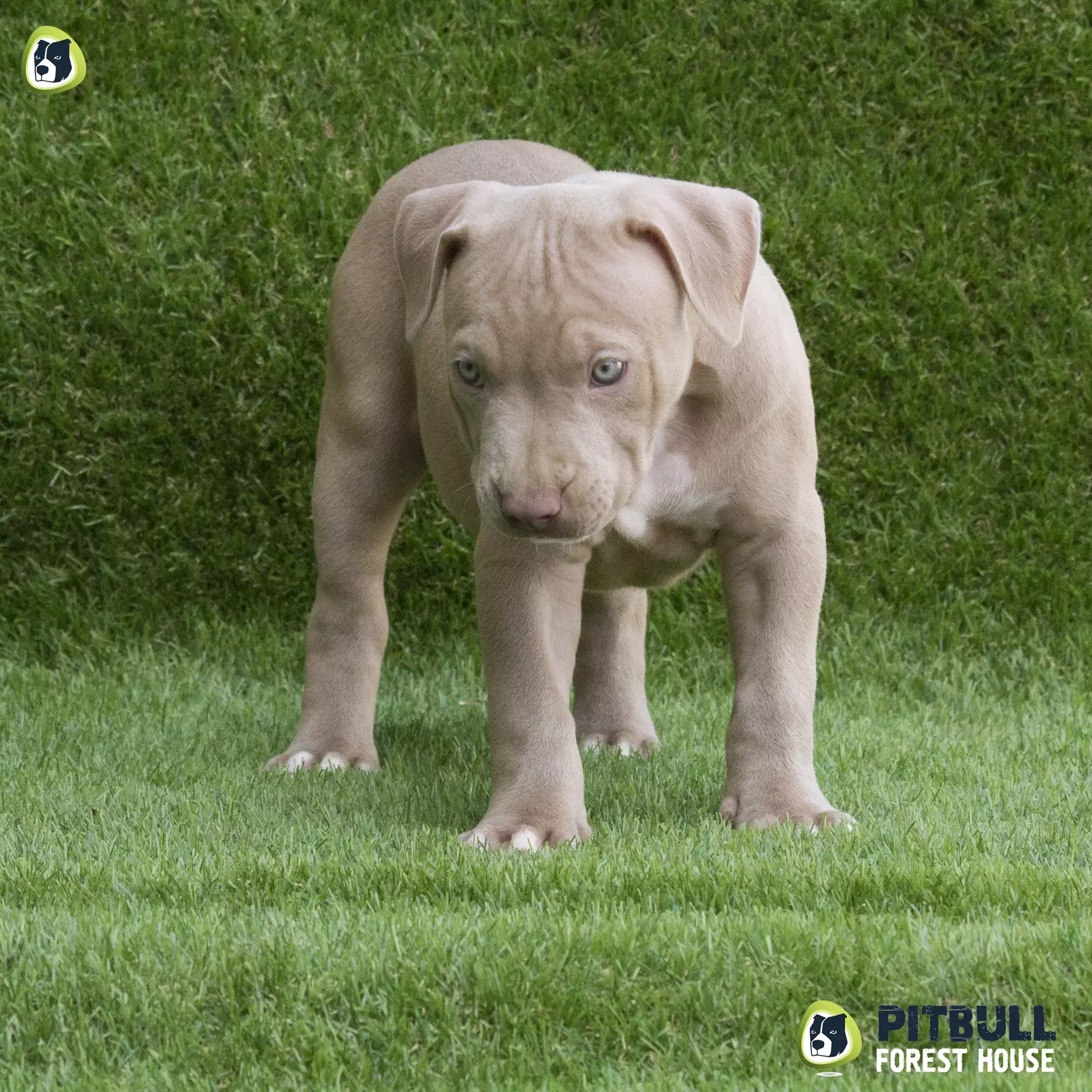 Silver Pitbull Puppies