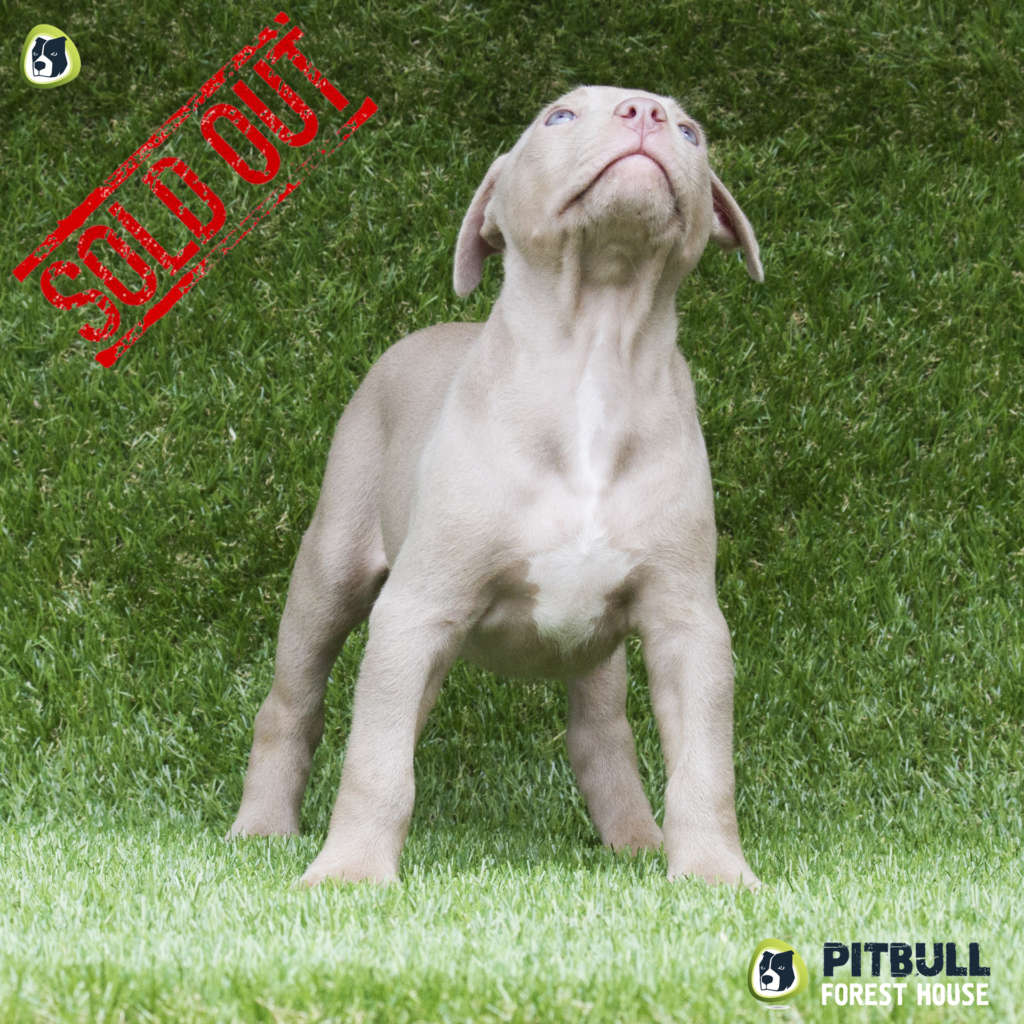PItbull Americano Blue Nose Silver - Nel Nostro Allevamento