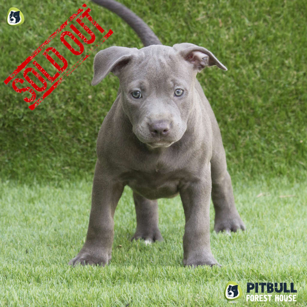 Blue Nose American Pitbull UKC - ALLEVAMENTO PITBULL