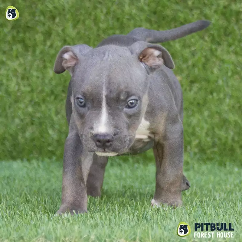Blue Pocket Pitbull Puppies