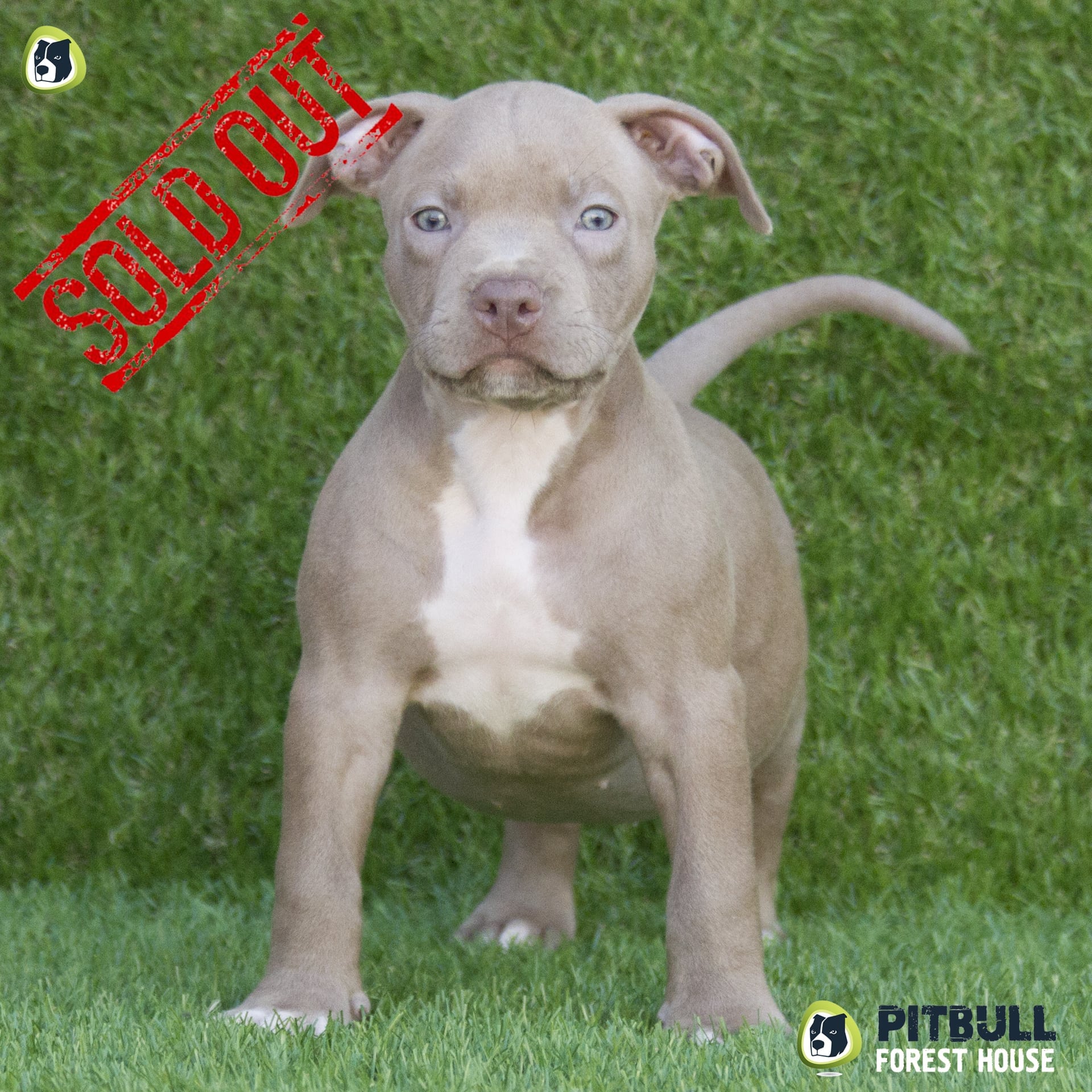 American Pitbull Terrier Puppies for Sale Breeding Centre