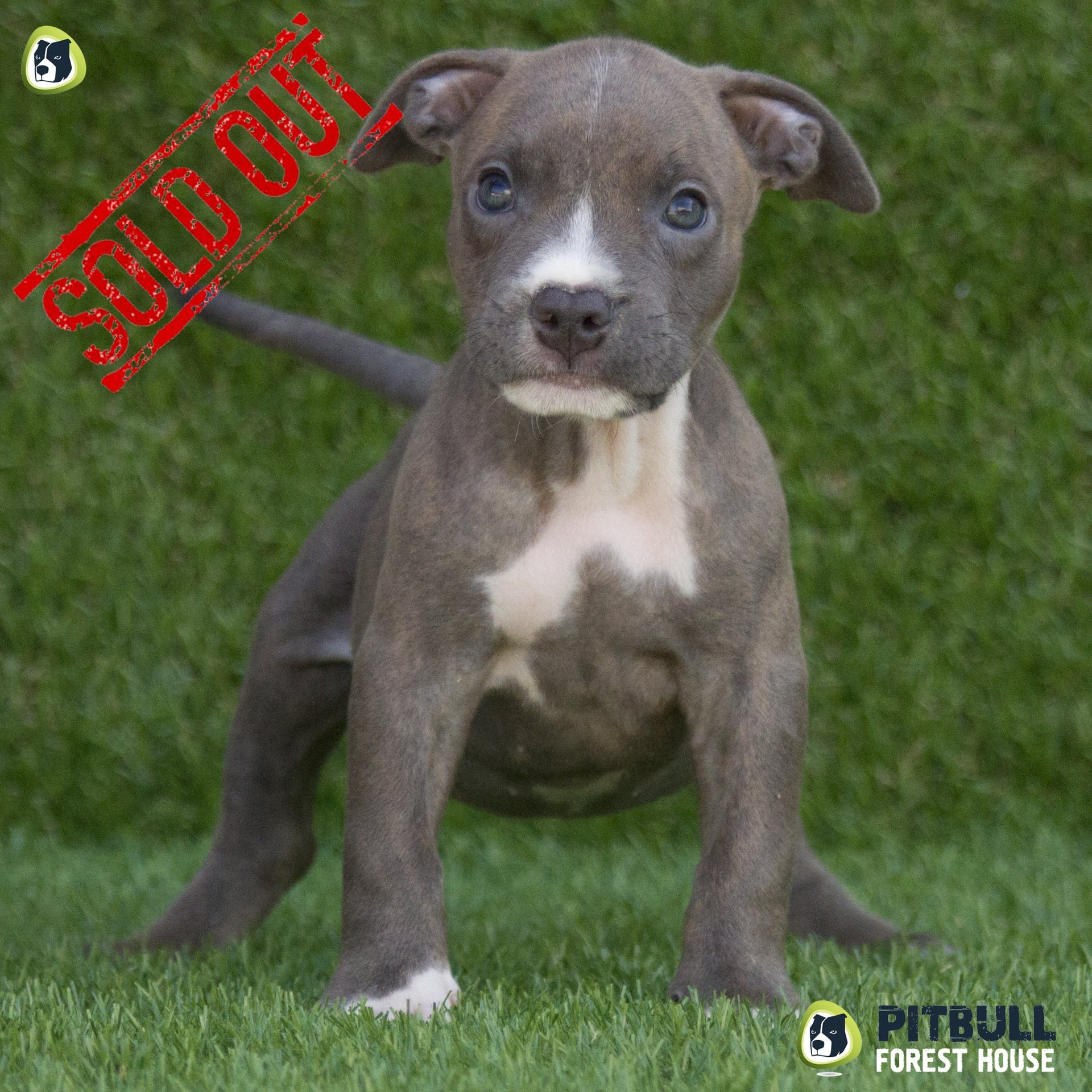 American Pitbull Terrier UKC - PITBULL FOREST HOUSE