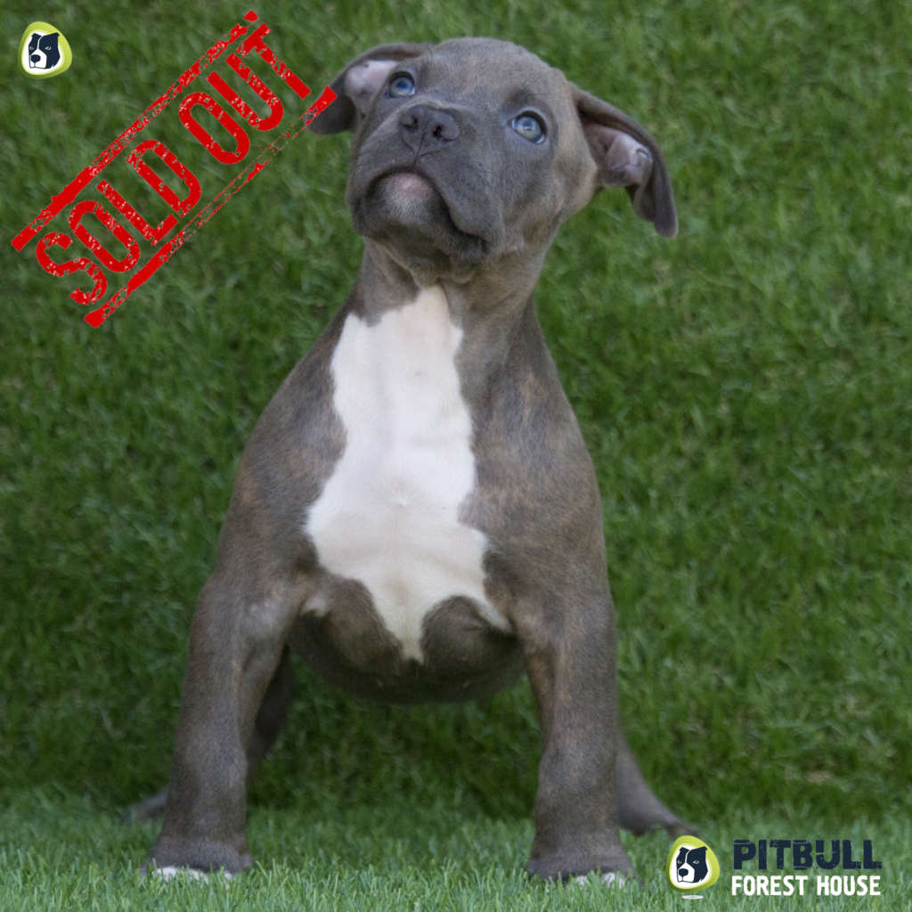 Cuccioli Pitbull Blue Nose UKC - PITBULL FOREST HOUSE