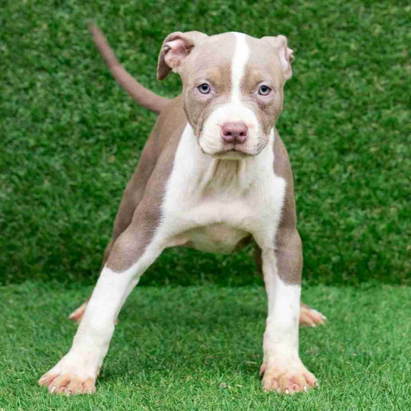 Baby Pitbulls Red Nose