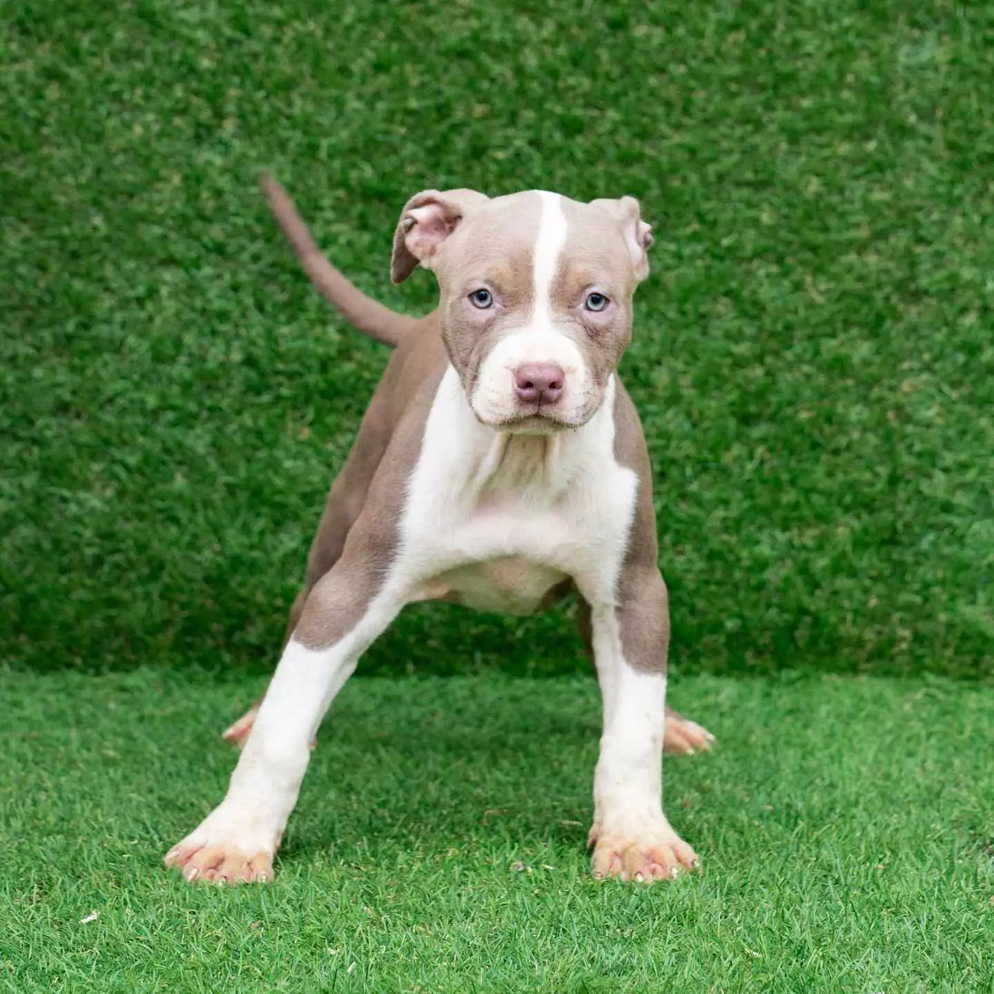 Red Nose Fawn Pitbull