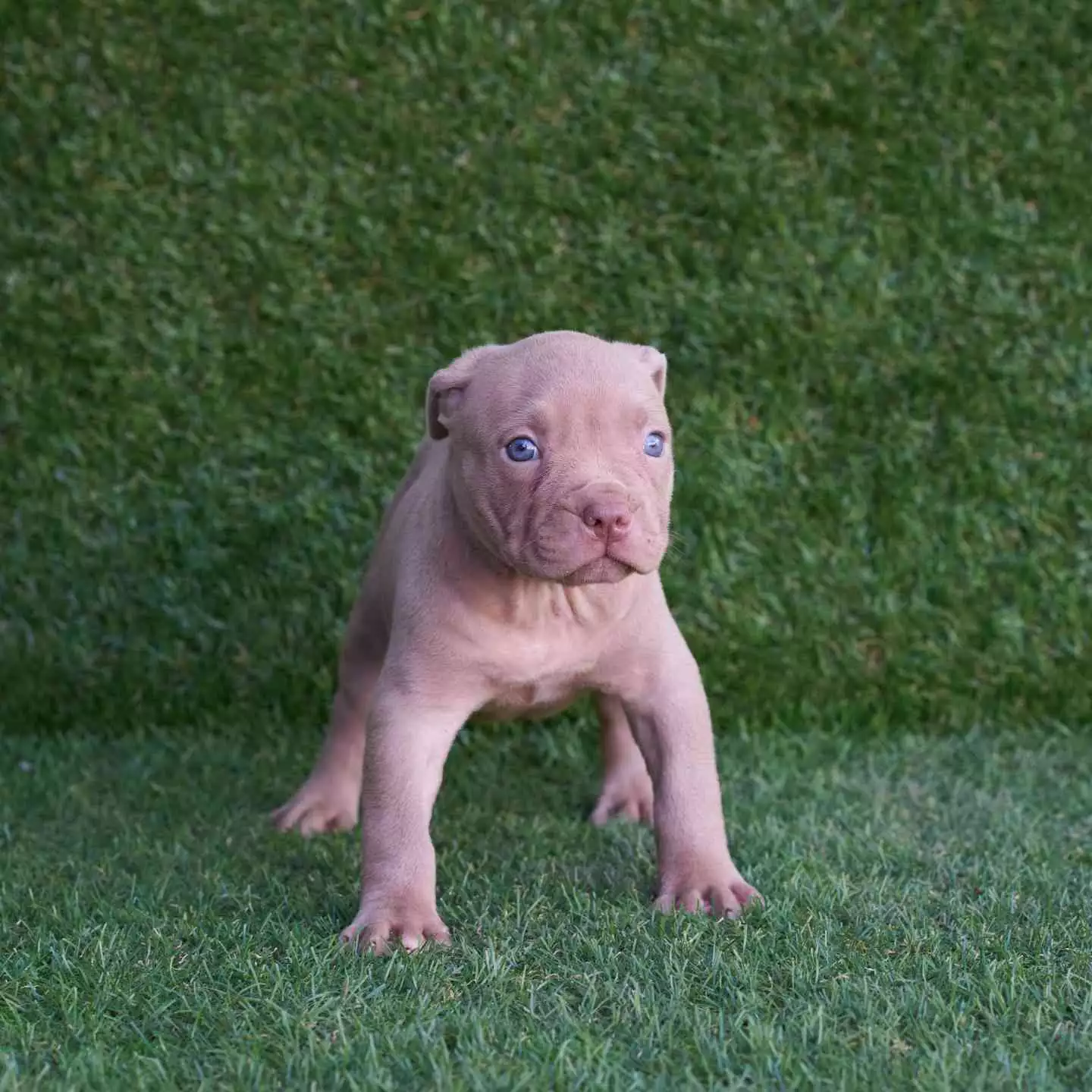 Fawn Red Nose Pitbull Puppy