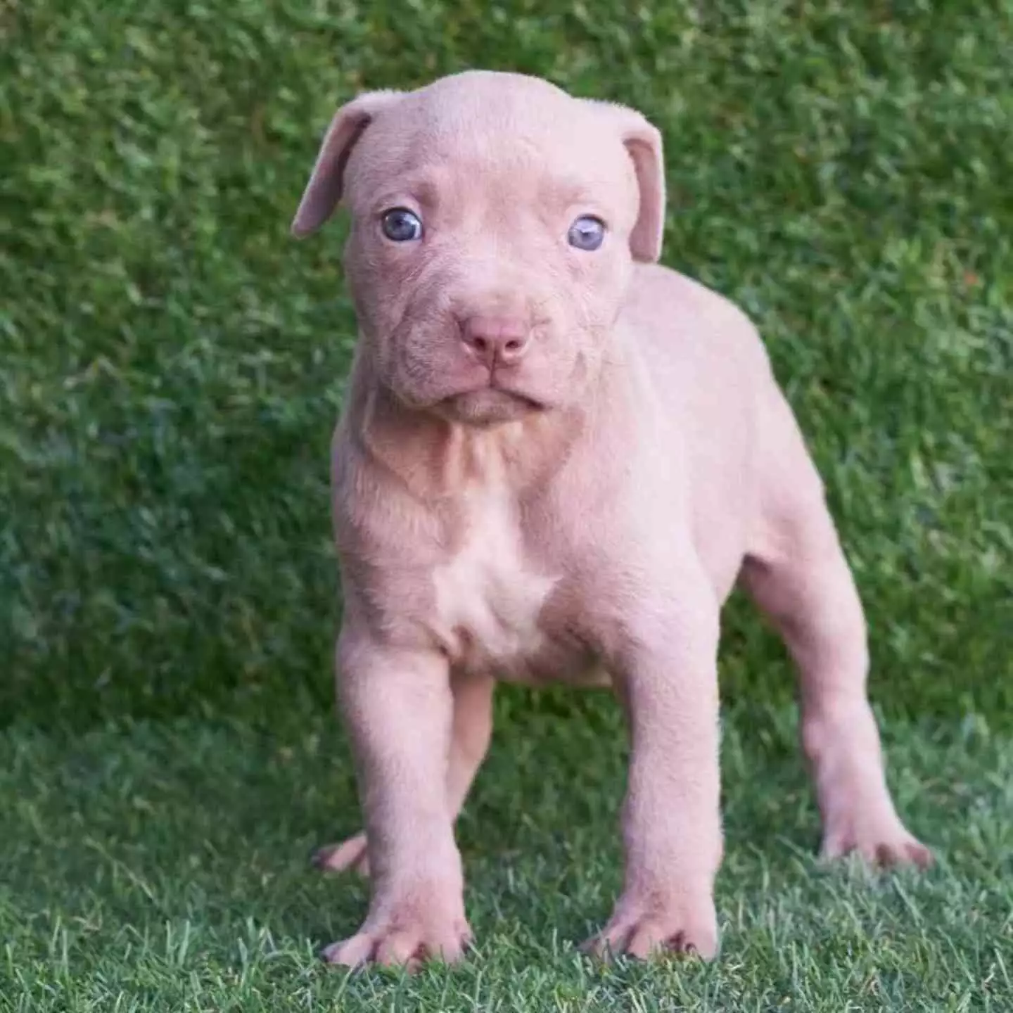 Pink Nose Pitbull Puppies