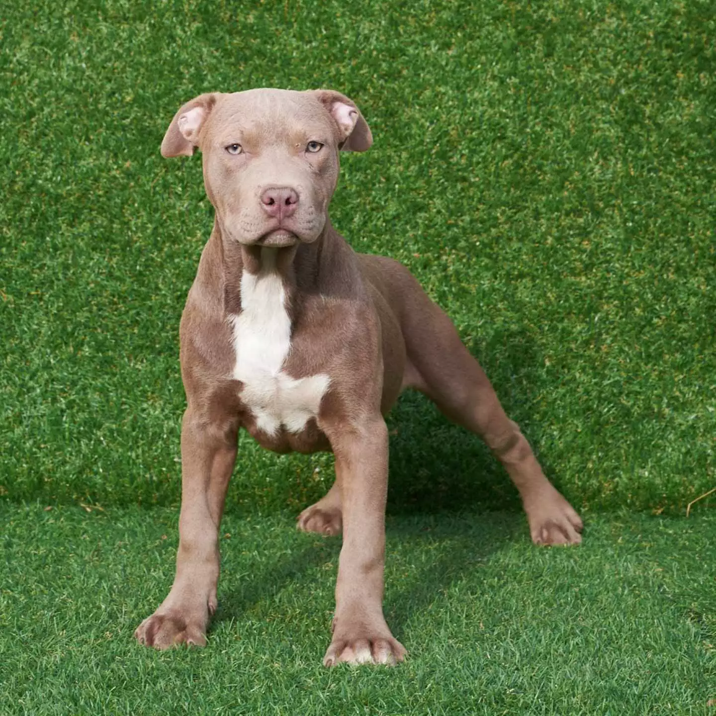 Red American Pitbull