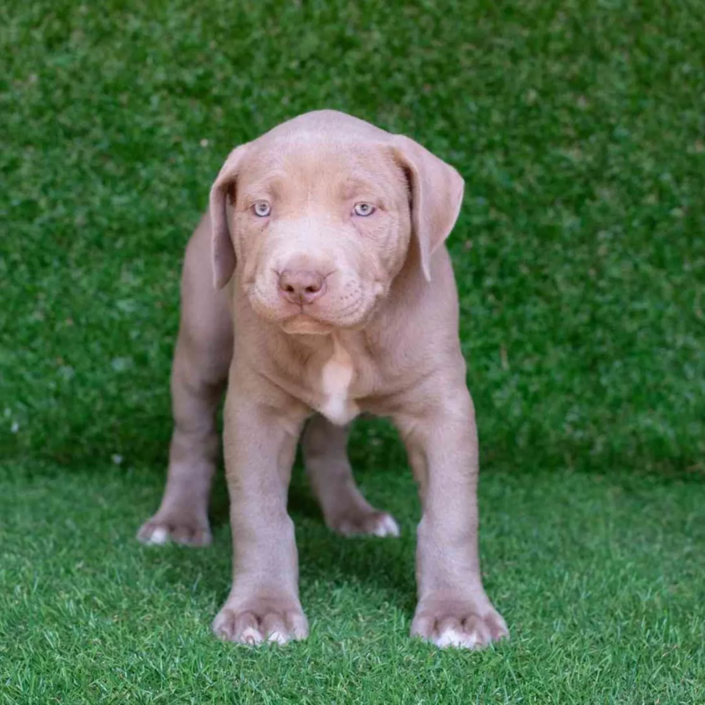 American Pitbull Terrier Puppies for Sale Breeding Centre